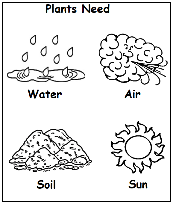 Free Kindergarten Worksheets - Plants 06 | Olympiad tester
