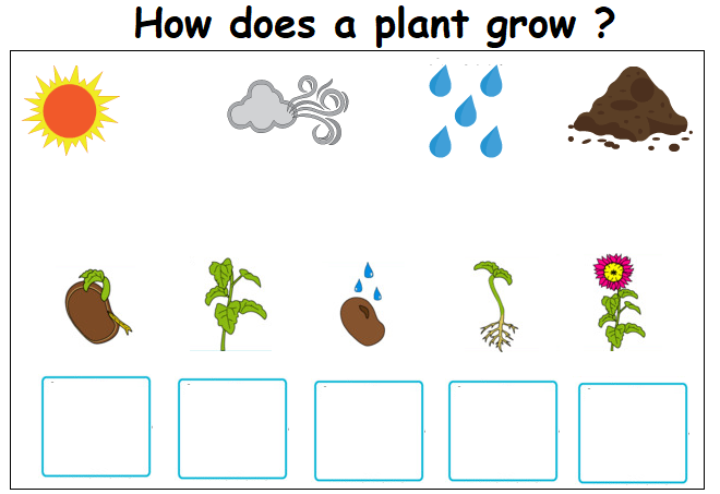 Free Worksheets for Kindergarten - Plants 16 | Olympiad tester