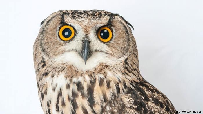 Download CBSE Class 3 Science Birds - Worksheet #2 | Olympiad tester