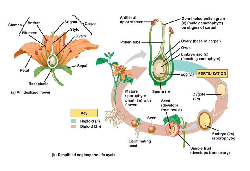 Science crossword - Plant reproduction - Worksheet #3 | Olympiad tester