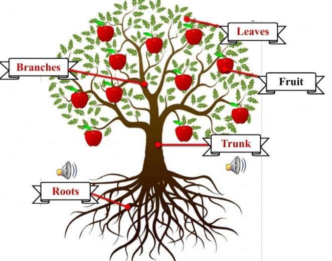 CBSE Class 5 Science HOTS worksheets - Plants 10 | Olympiad tester