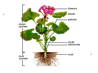 CBSE Class 4 Science - Plants - Worksheet #2 | Olympiad tester