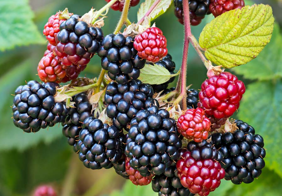Blackberries | Olympiad tester