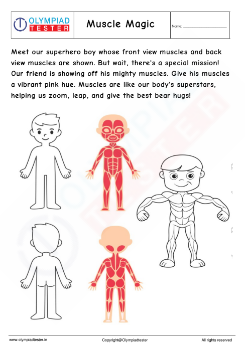Human Body Worksheet - Muscle Magic | Olympiad tester