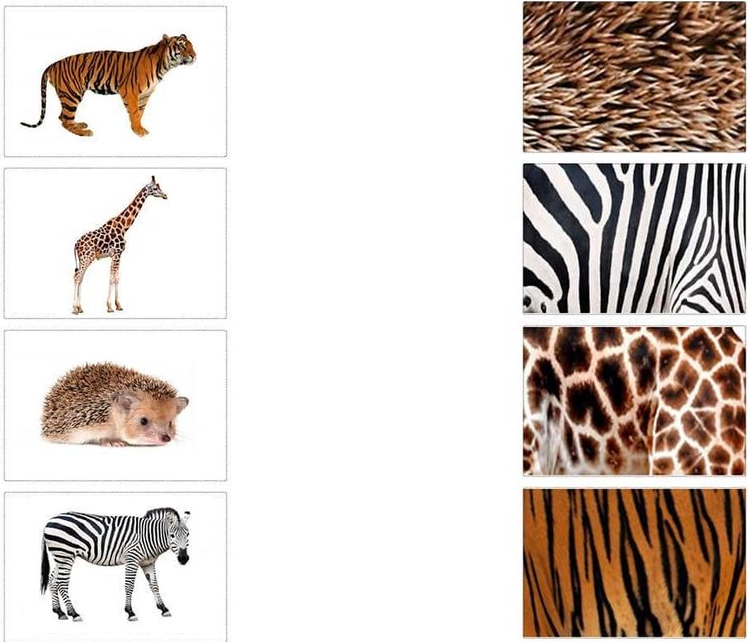 Kindergarten Animal Worksheet | Olympiad tester