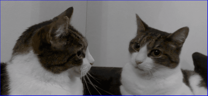 Mirror images tricks and worksheets for Reasoning | Olympiad tester