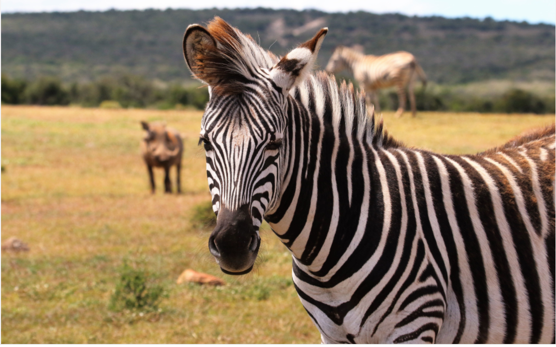 Class 5 Nso Preparation Online Practice Test Animals Olympiad Tester